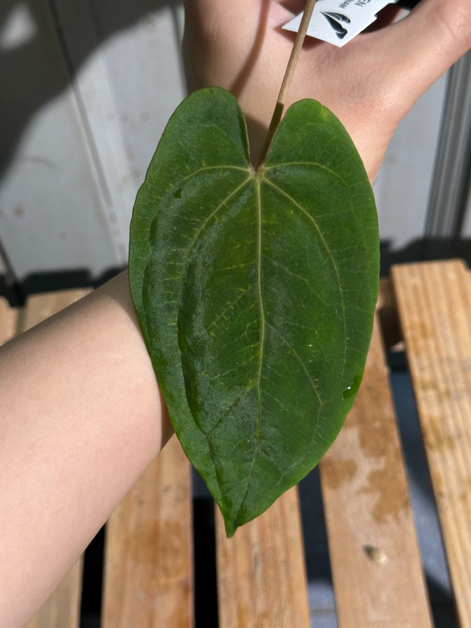 Anthurium Pap Guna Yala x Pap hybrid from Australia – TheVelvetGarden
