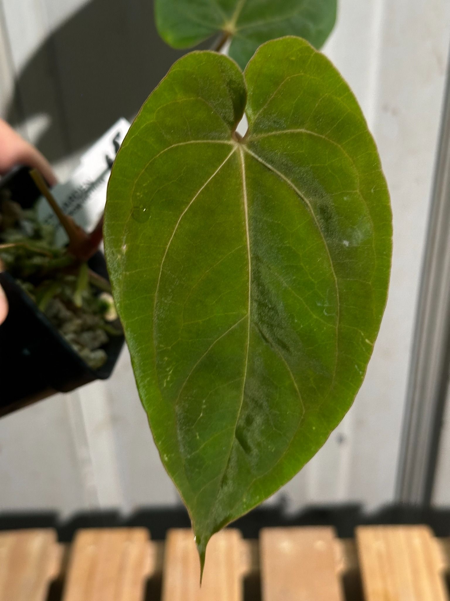 Anthurium Pap Guna Yala x Pap hybrid from Australia – TheVelvetGarden