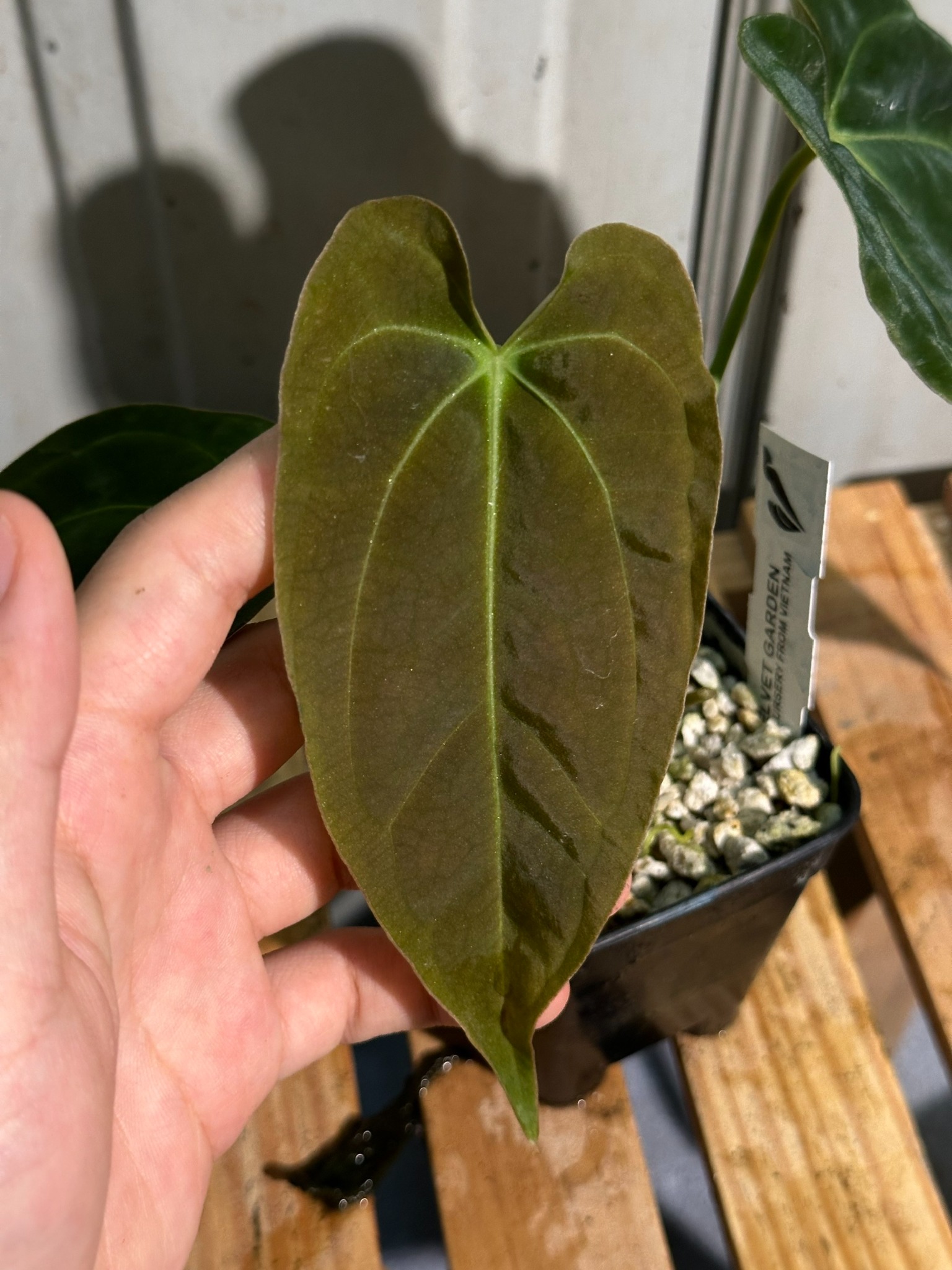 Anthurium Forgetii x Pap 'Ree Gardens' – TheVelvetGarden