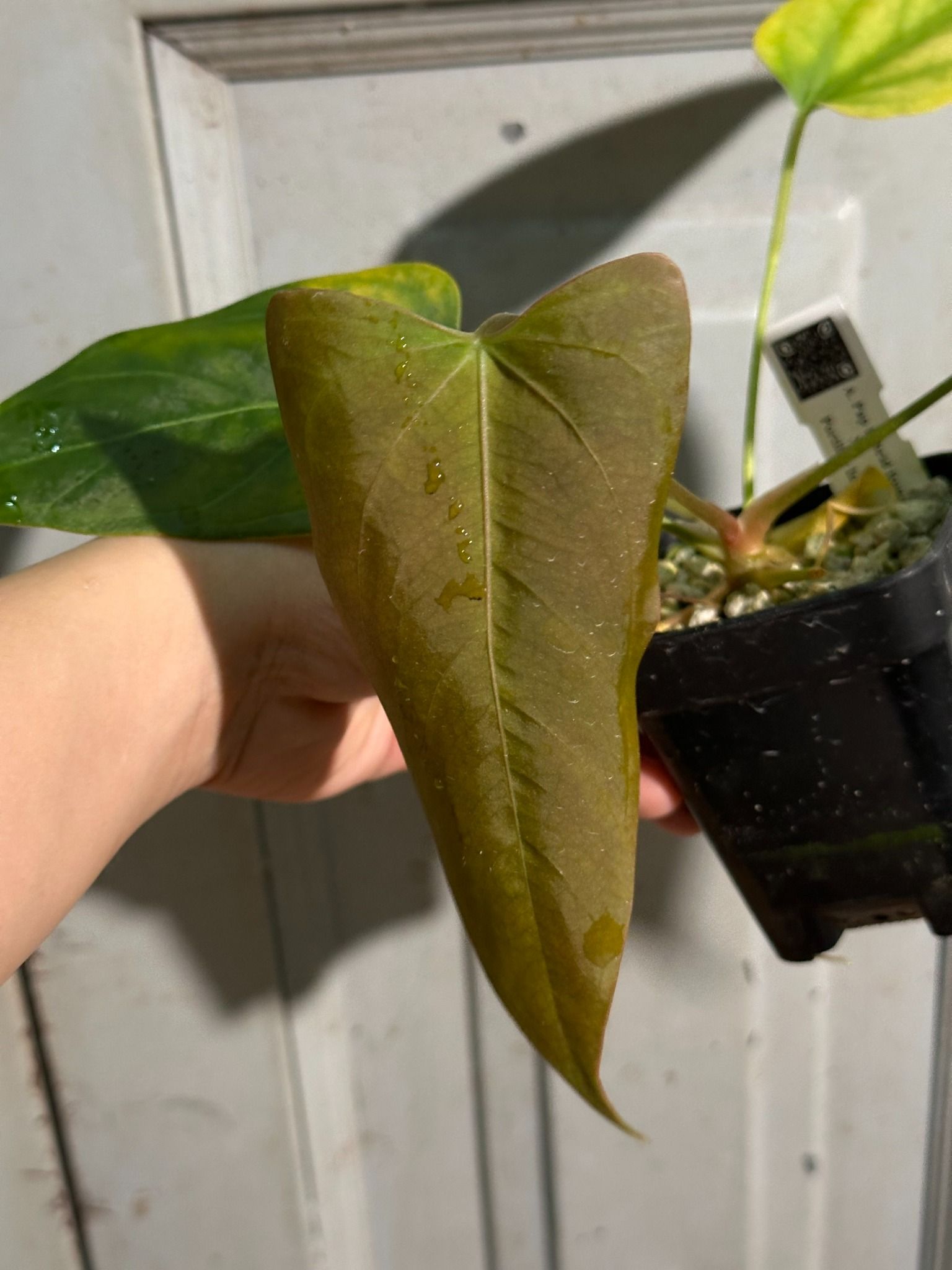 Anthurium Pap hybrid from Australia x Portillae Indo – TheVelvetGarden
