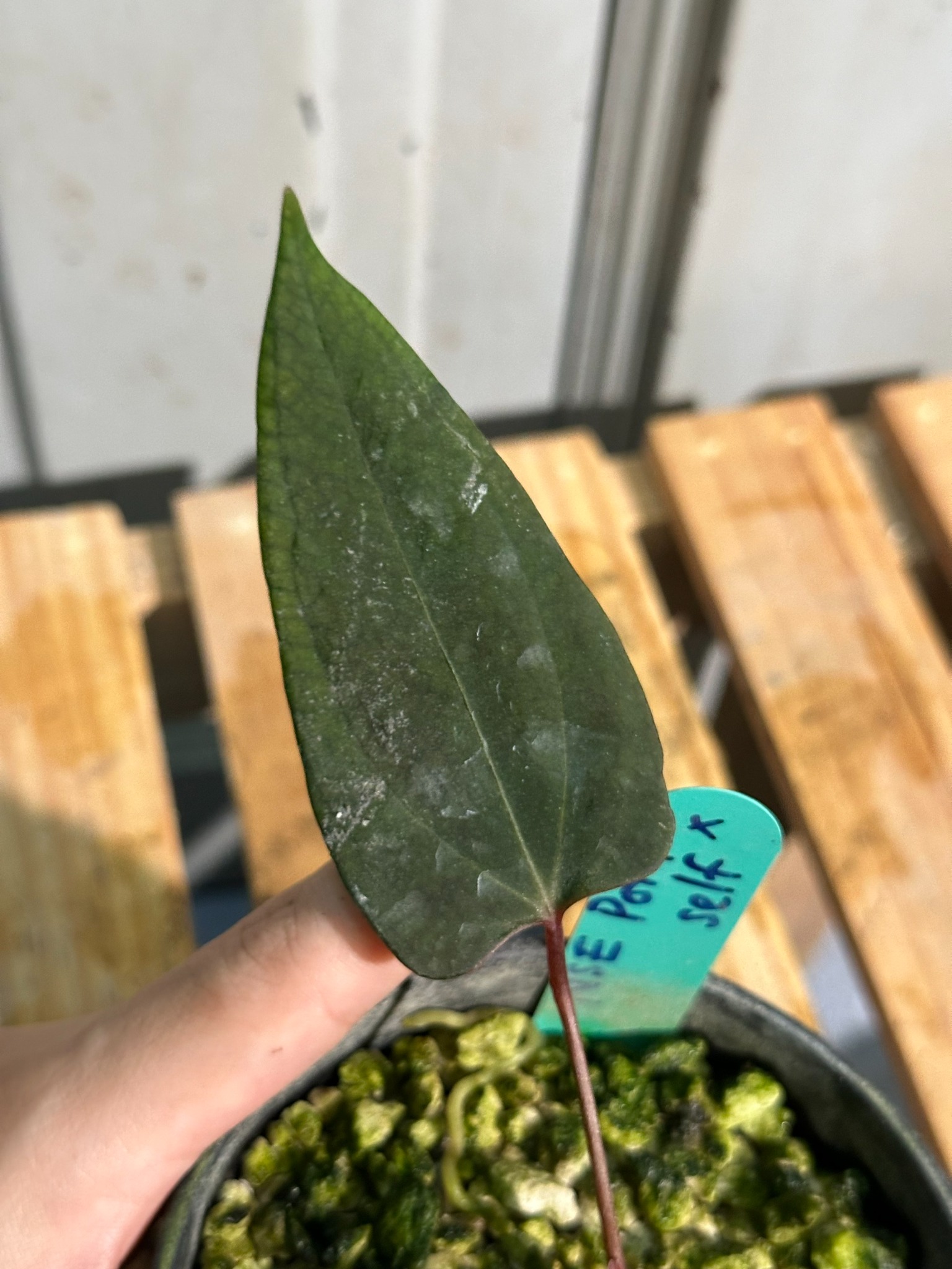 Anthurium NSE Portillae x Self – TheVelvetGarden