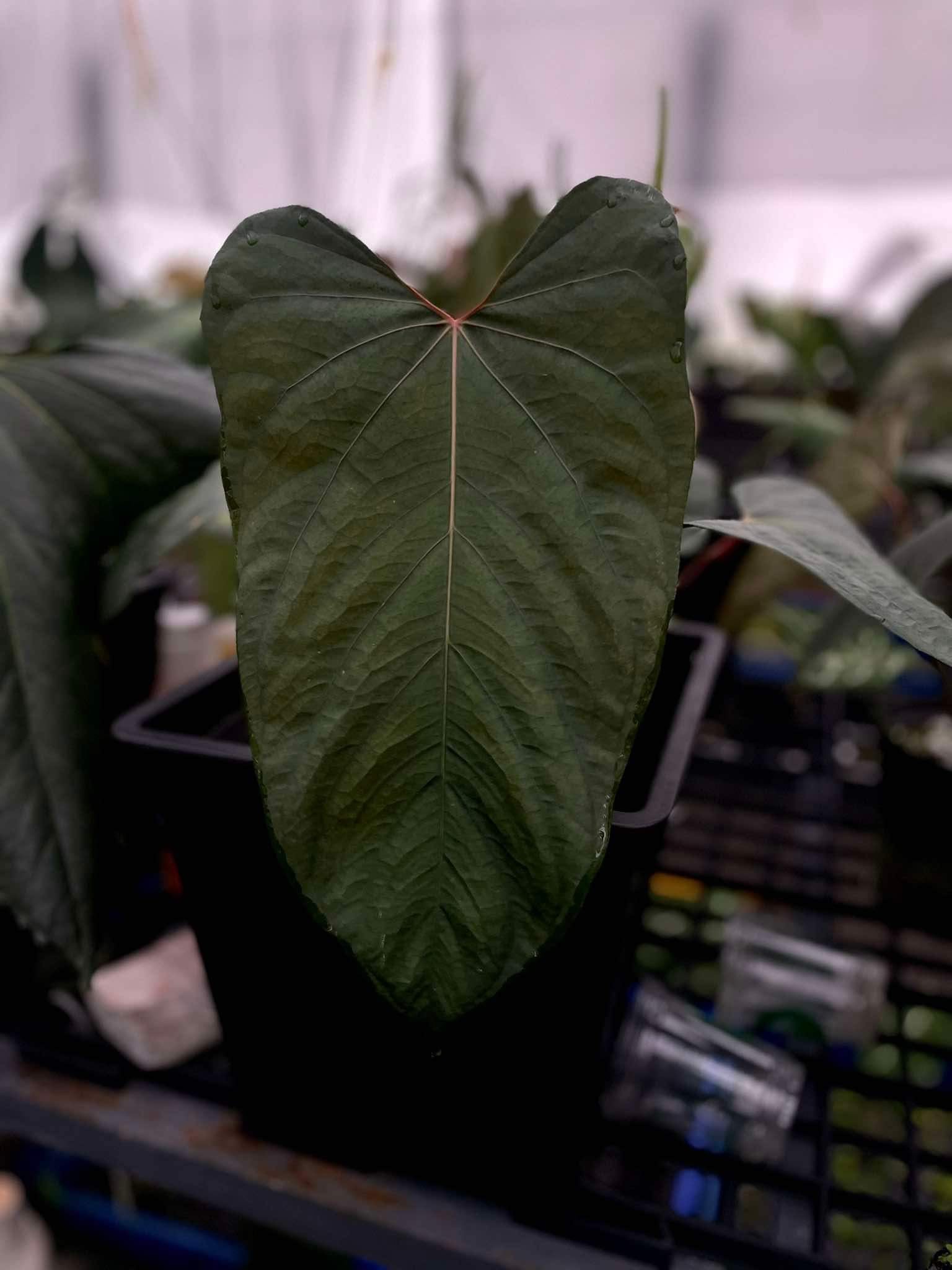 Anthurium Pap hybrid from Australia x Portillae Indo – TheVelvetGarden