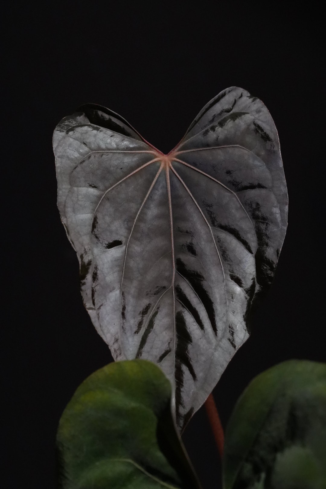 Anthurium Red Crystallinum Doc Block F2 x Long Pap Bullate from Scott ...