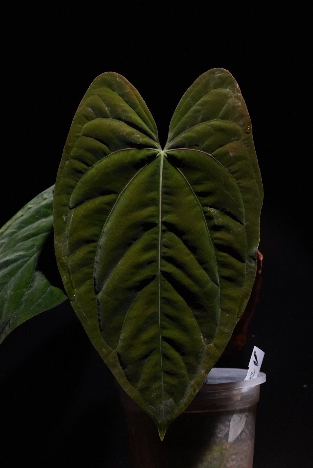 Anthurium Papillilaminum Guna Yala x 'Ree Gardens' – TheVelvetGarden