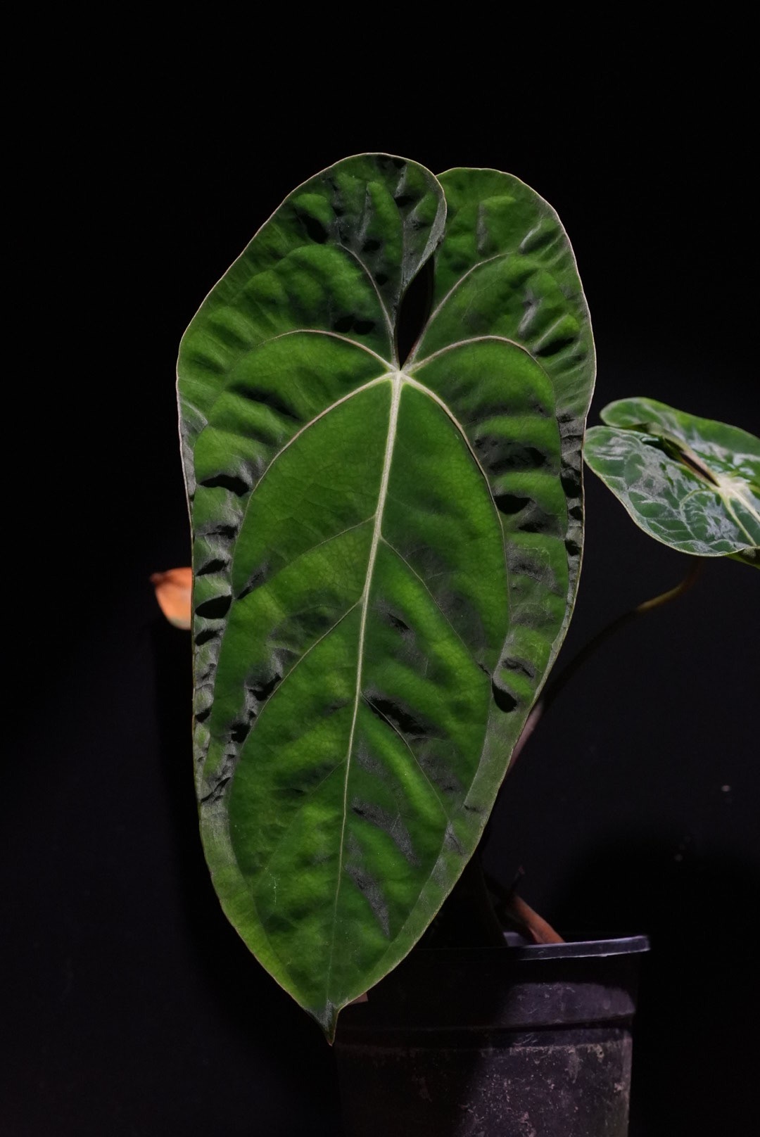 Anthurium Papillilaminum Guna Yala x (Long x Long Bullet Pap ...