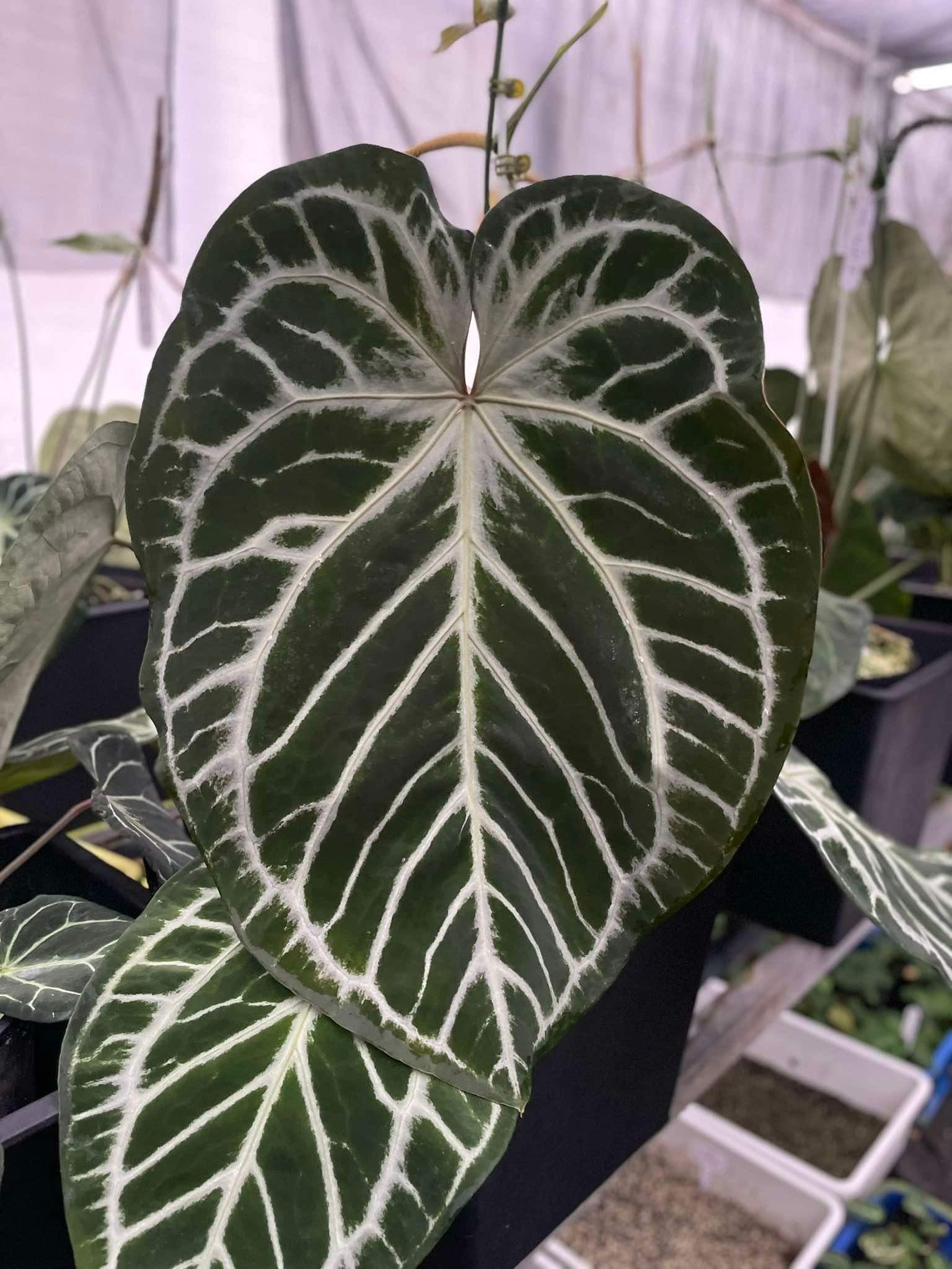 Anthurium Crystallinum Hope x Red Crystallinum Doc Block F2 ...