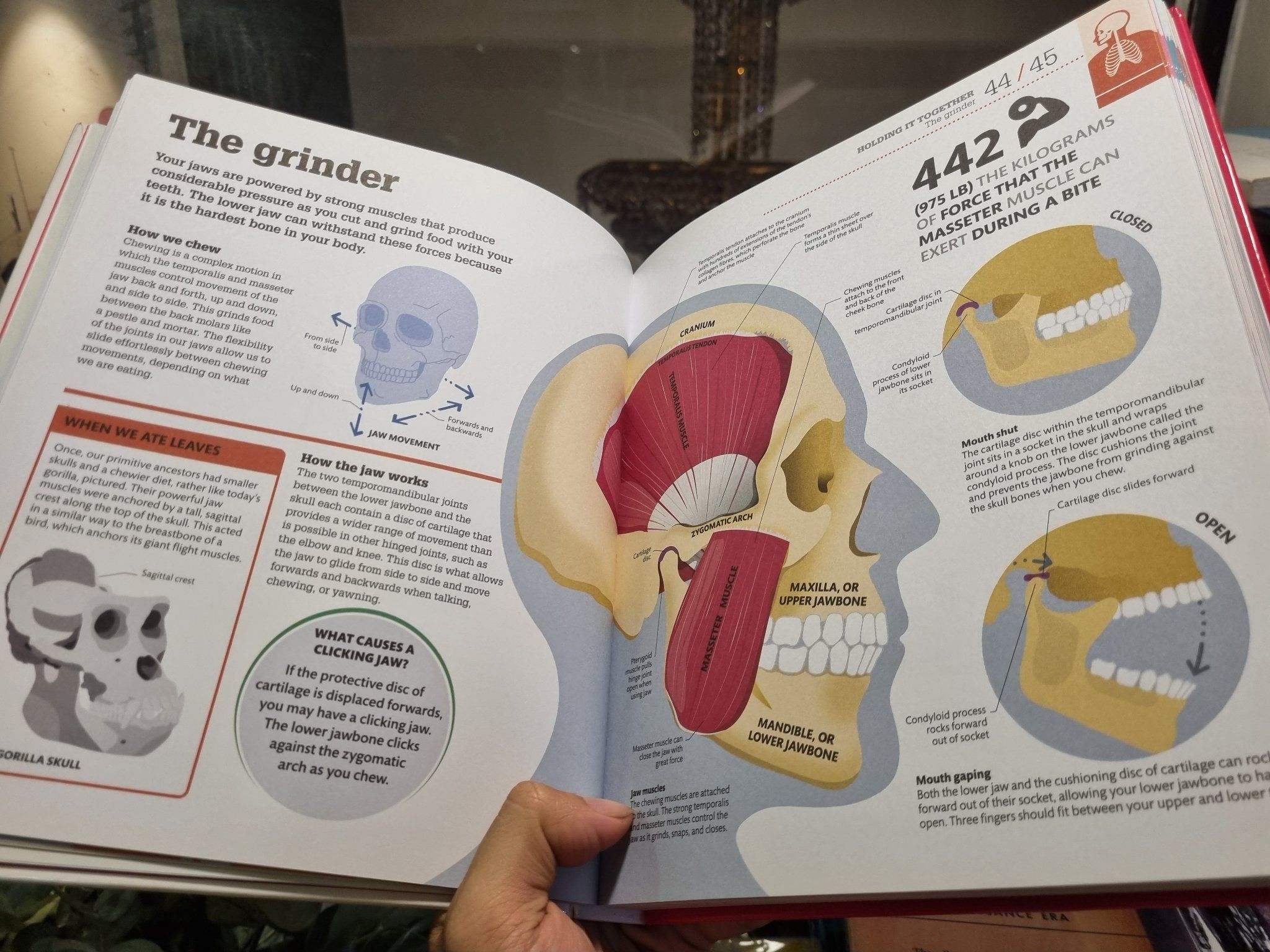 HOW THE BODY WORKS : THE FACTS VISUALLY EXPLAINED – Momo Bookstore