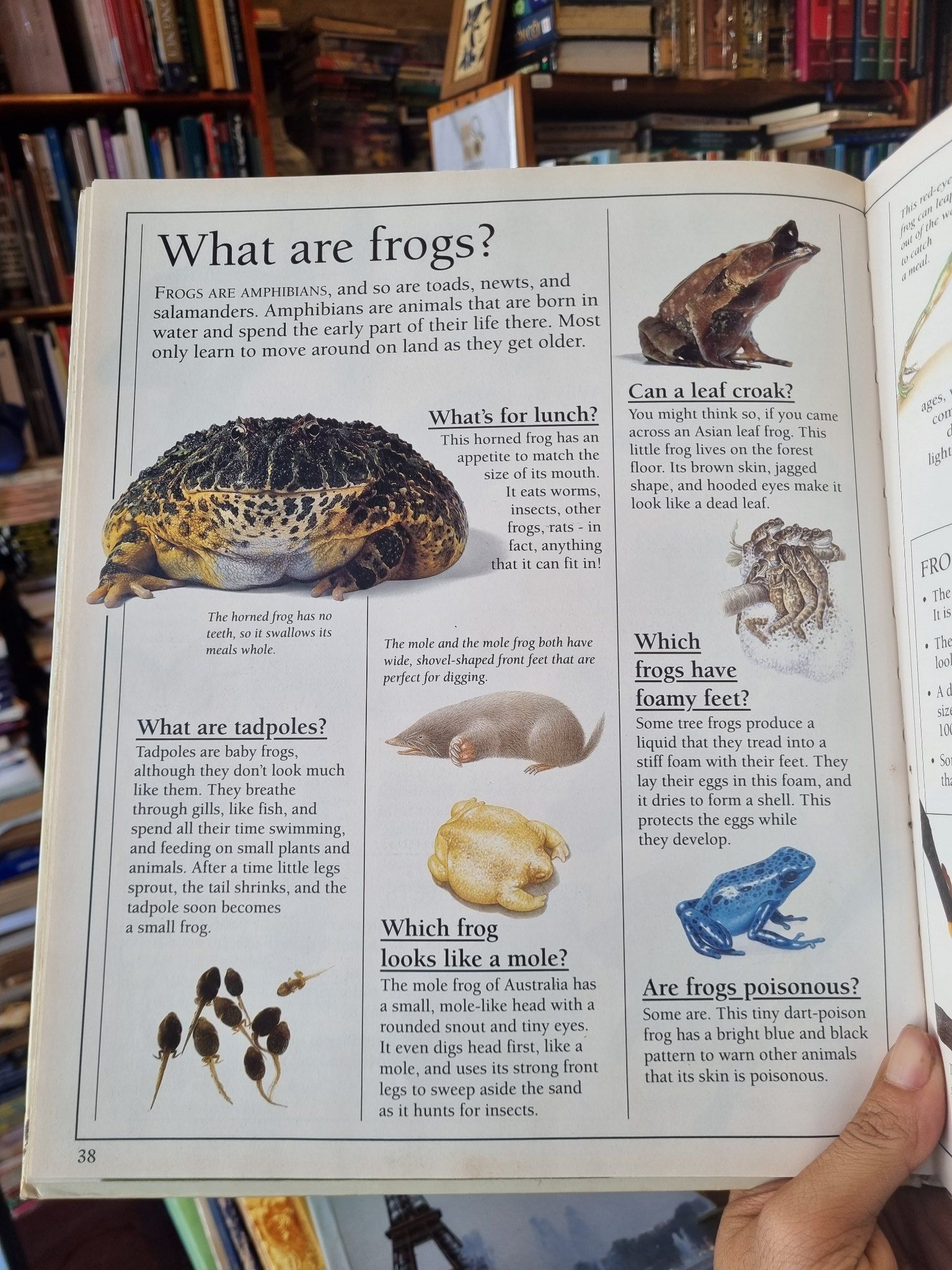 Amazing Animal Facts : Over 500 extraorrdinary facts about - Christoph ...