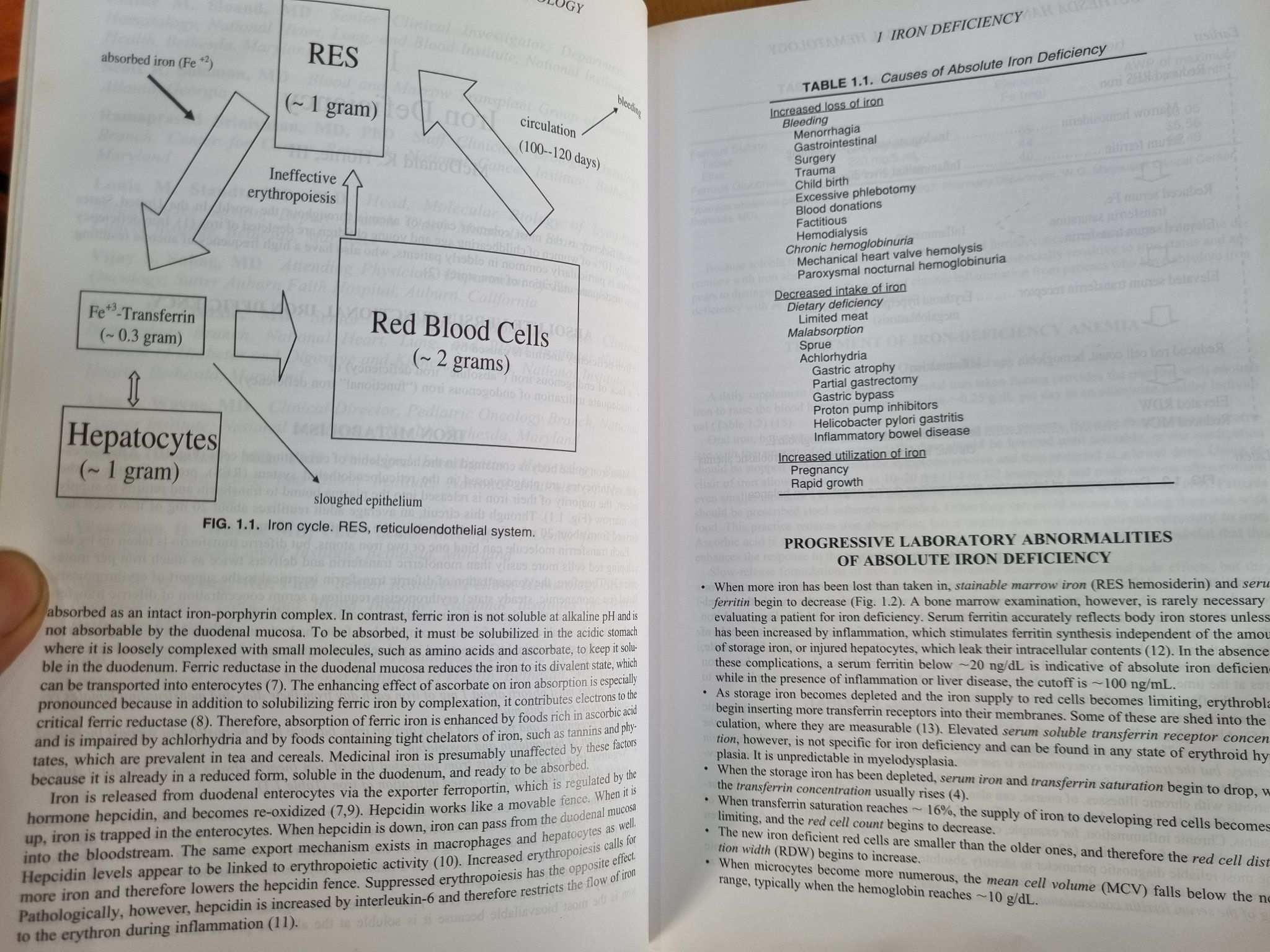 THE BETHESDA HANDBOOK OF CLINICAL HEMATOLOGY (2ND EDITION) - GRIFFIN R ...