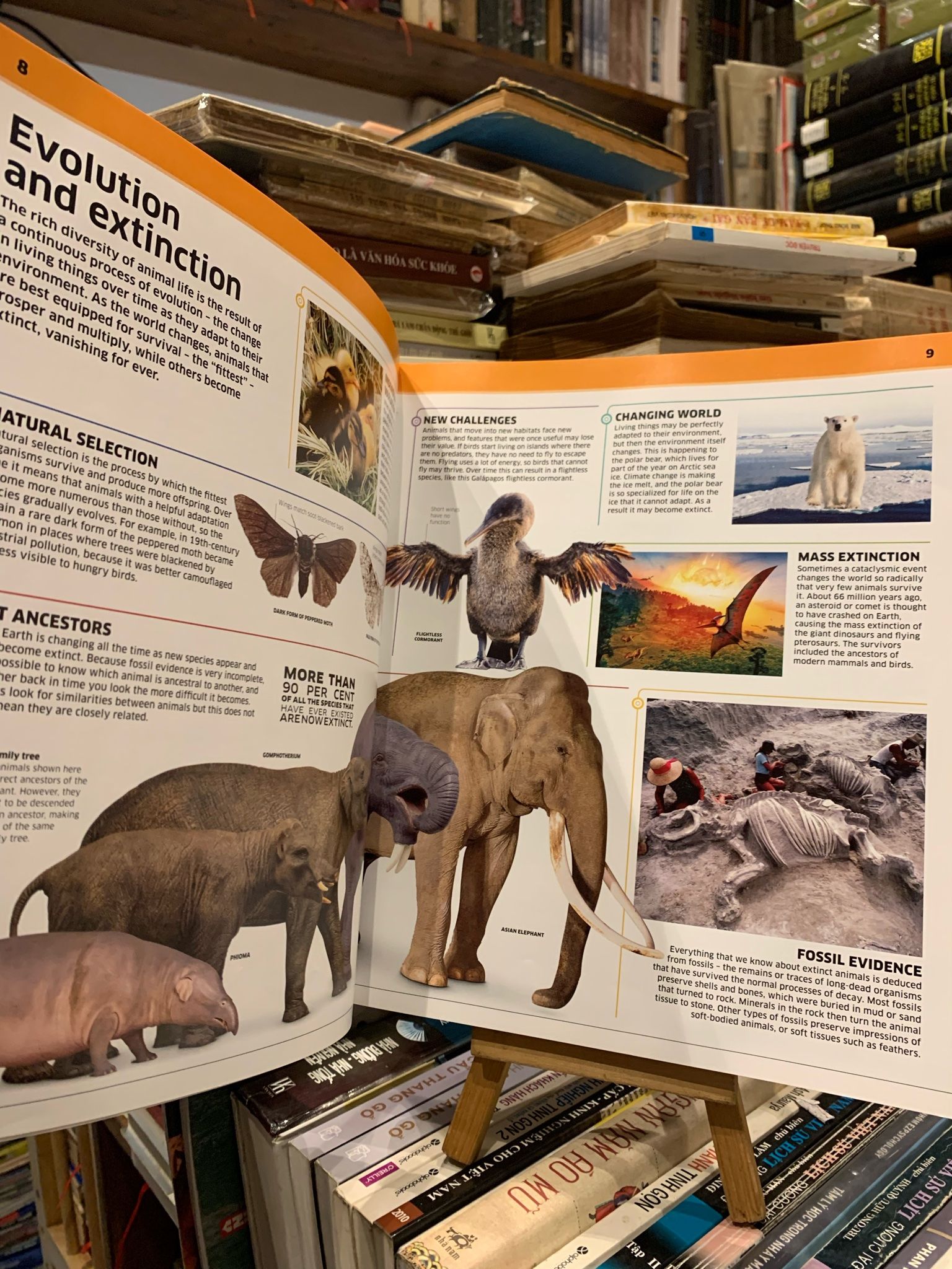 Knowledge Encyclopedia: Animal! - DK – Momo Bookstore