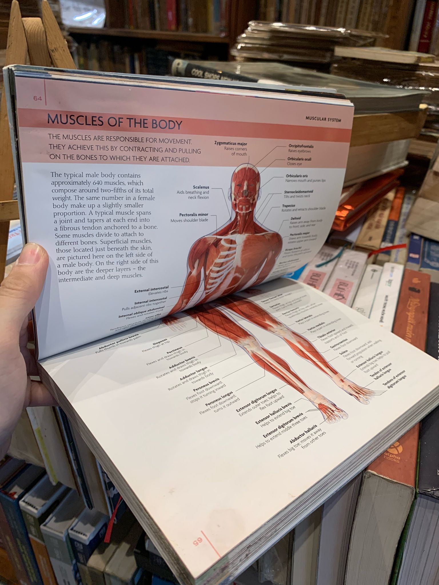 DK: The Consise Human Body Book – Momo Bookstore