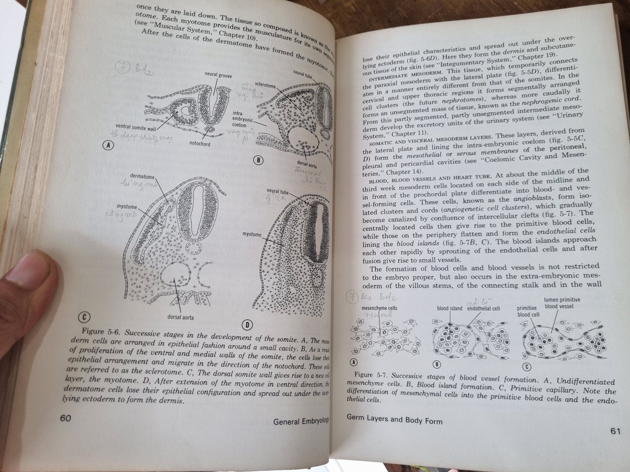 MEDICAL EMBRYOLOGY (2ND EDITION) - JAN lANGMAN, M.D, PH.D. – Momo Bookstore