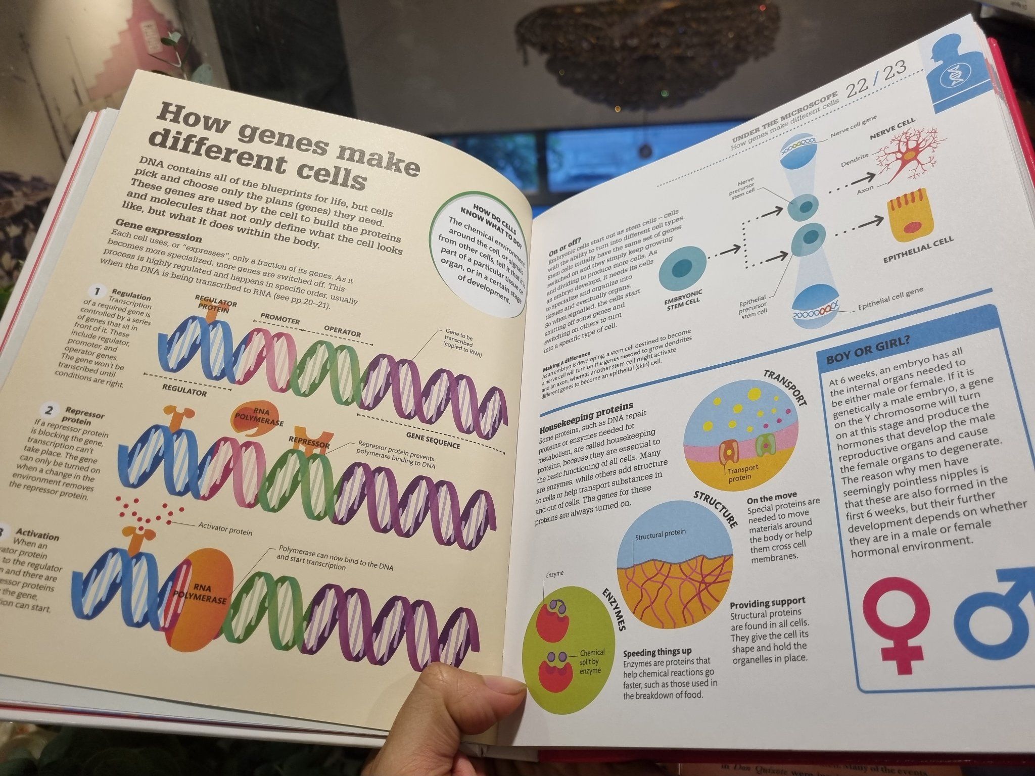 HOW THE BODY WORKS : THE FACTS VISUALLY EXPLAINED – Momo Bookstore