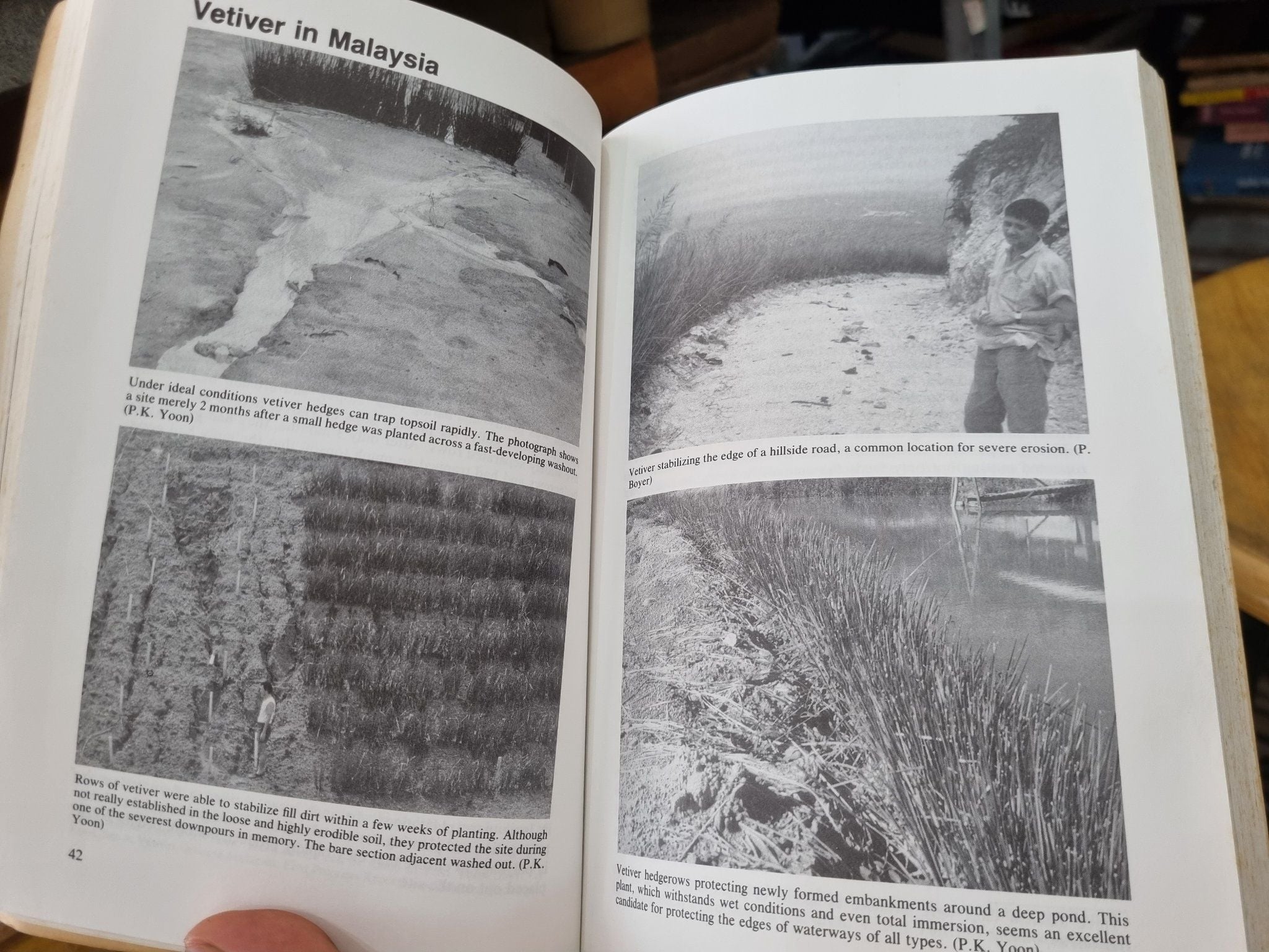 VERTIVER GRASS : A THIN GREEN LINE AGAINST EROSION – Momo Bookstore