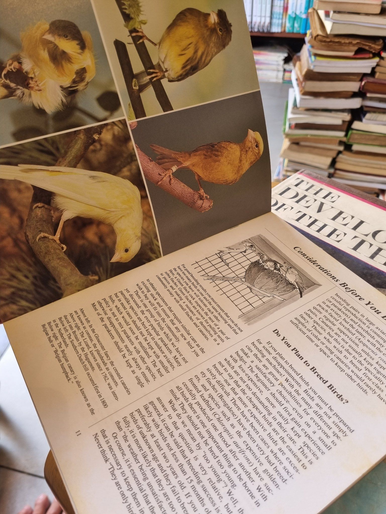 THE NEW BIRD HANDBOOK – Momo Bookstore