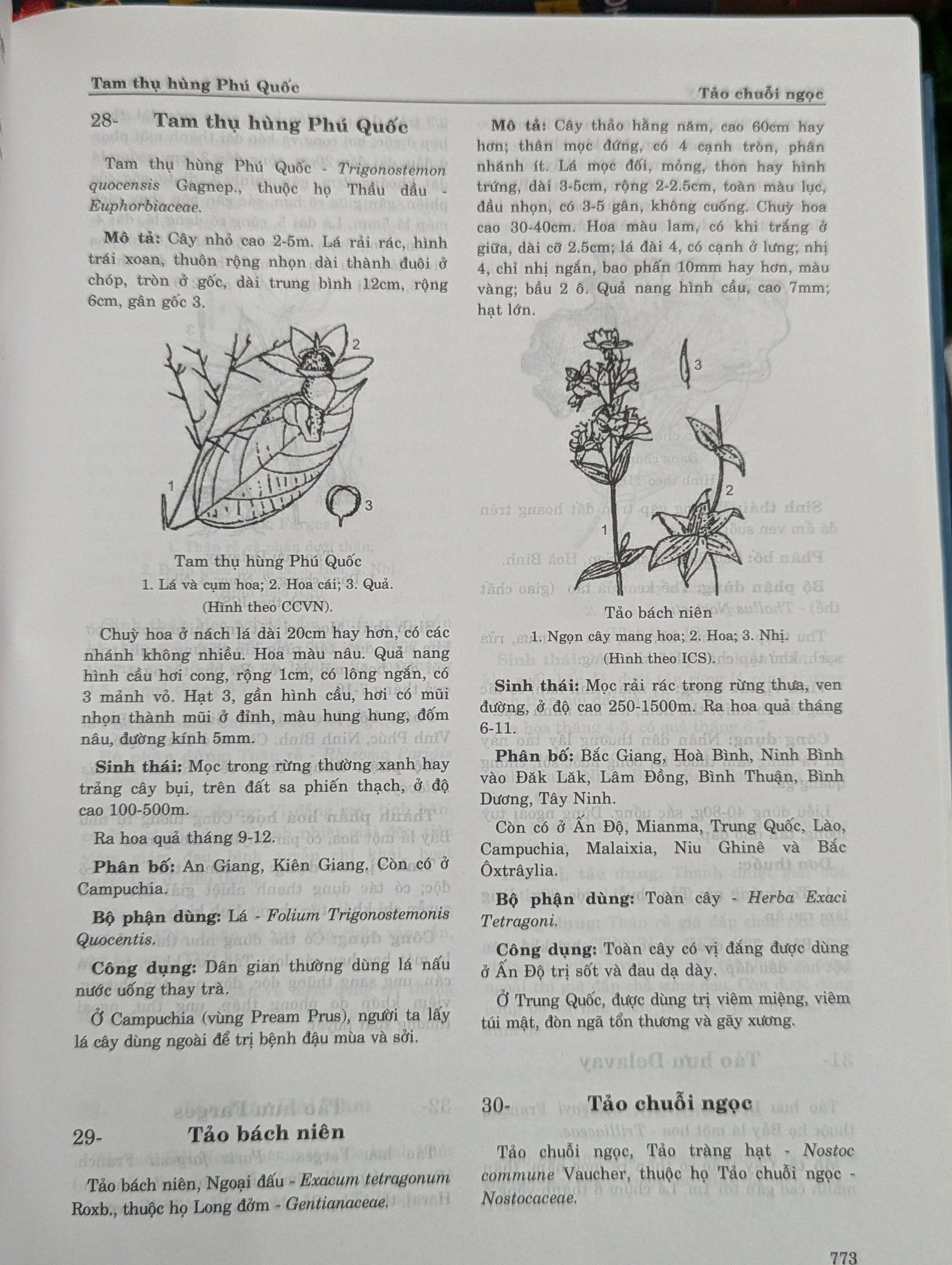 Từ điển cây thuốc Việt Nam - Võ Văn Chi – Momo Bookstore