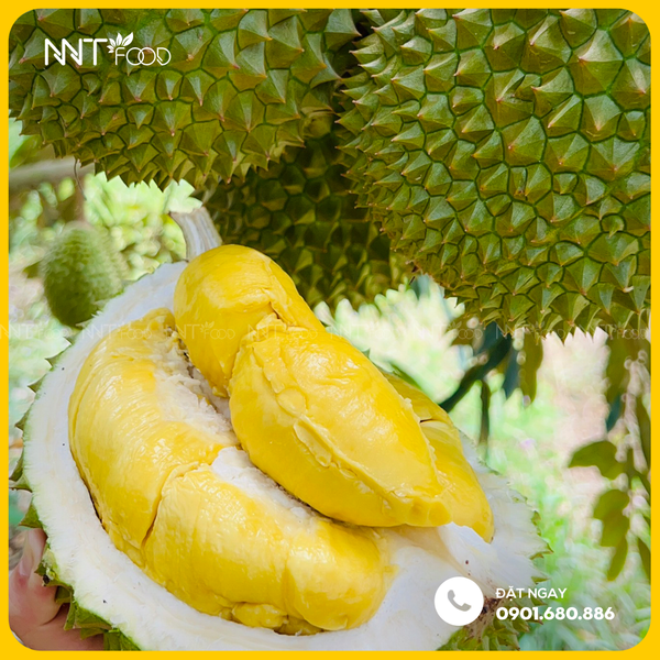 SẦU RIÊNG MUSANG KING MALAYSIA TRỒNG TẠI VIỆT NAM – NNT FOOD