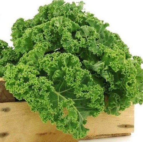 Hạt giống cải kale Bejo Hà Lan – SUNSEEDS