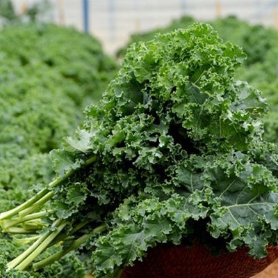 Hạt giống cải kale Bejo Hà Lan – SUNSEEDS