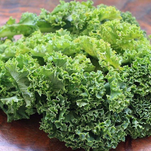 Hạt giống cải kale Bejo Hà Lan – SUNSEEDS