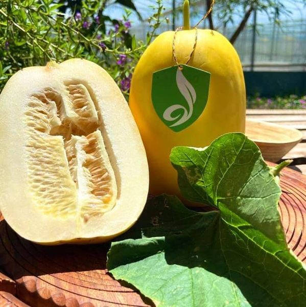 Dưa lê Makuwa Nhật Bản – SUNSEEDS