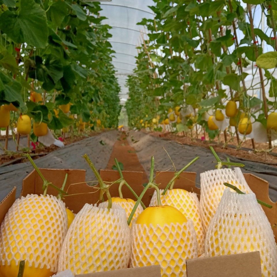 Dưa lê Makuwa Nhật Bản – SUNSEEDS