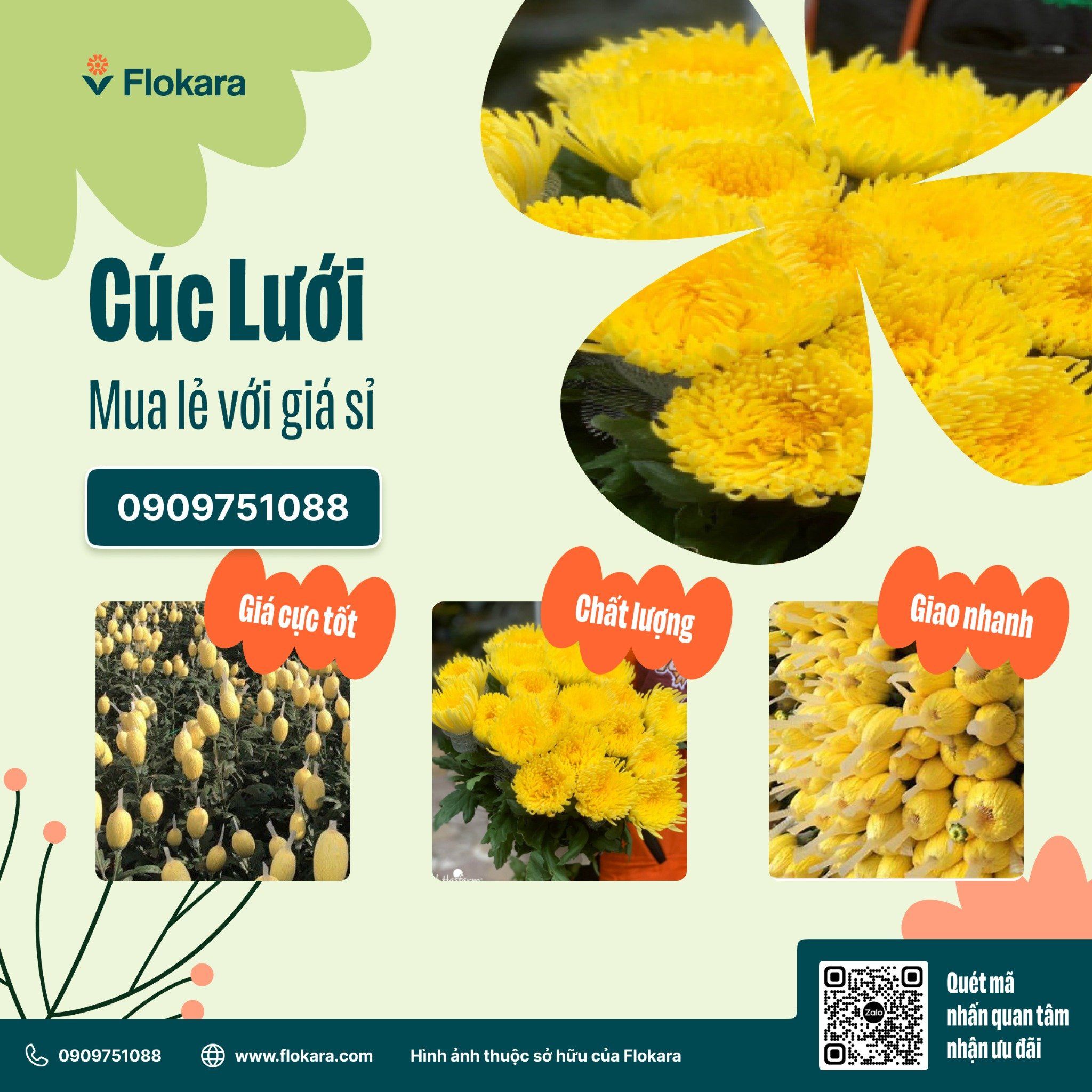 Cúc Lưới Vàng Giá Sỉ – Tiệm Hoa Flokara