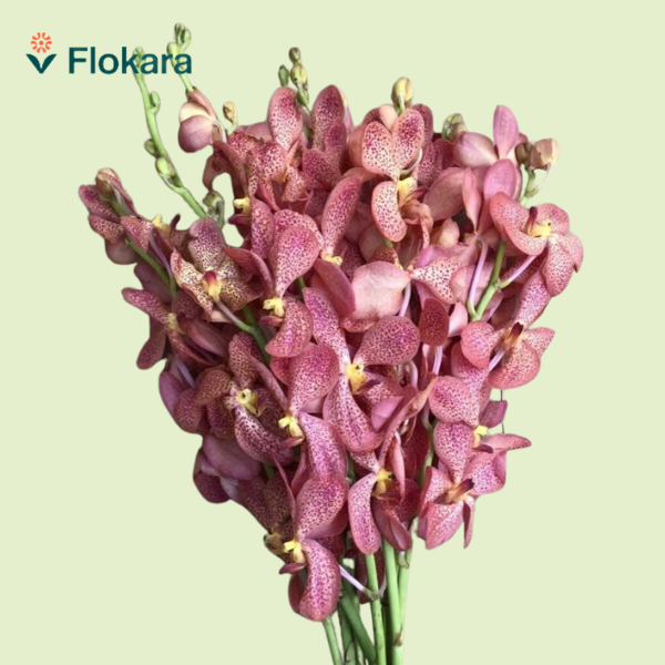 LAN MOKARA ĐỦ MÀU GIÁ SỈ – Tiệm Hoa Flokara