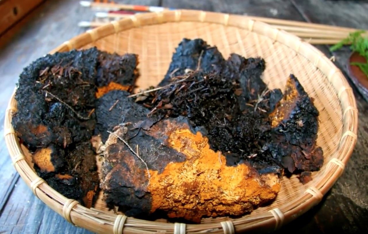 Nấm Chaga của Nga 1kg – Thảo Dược 2B