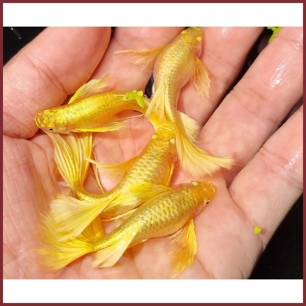 Cá bảy màu FULL GOLD RIBBON (1 CẶP) – aquatechvn