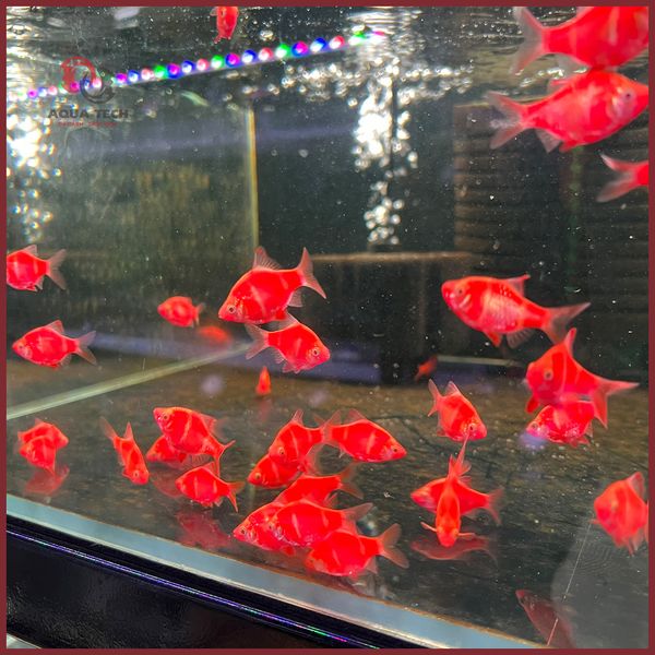 Cá Xecan đỏ – aquatechvn