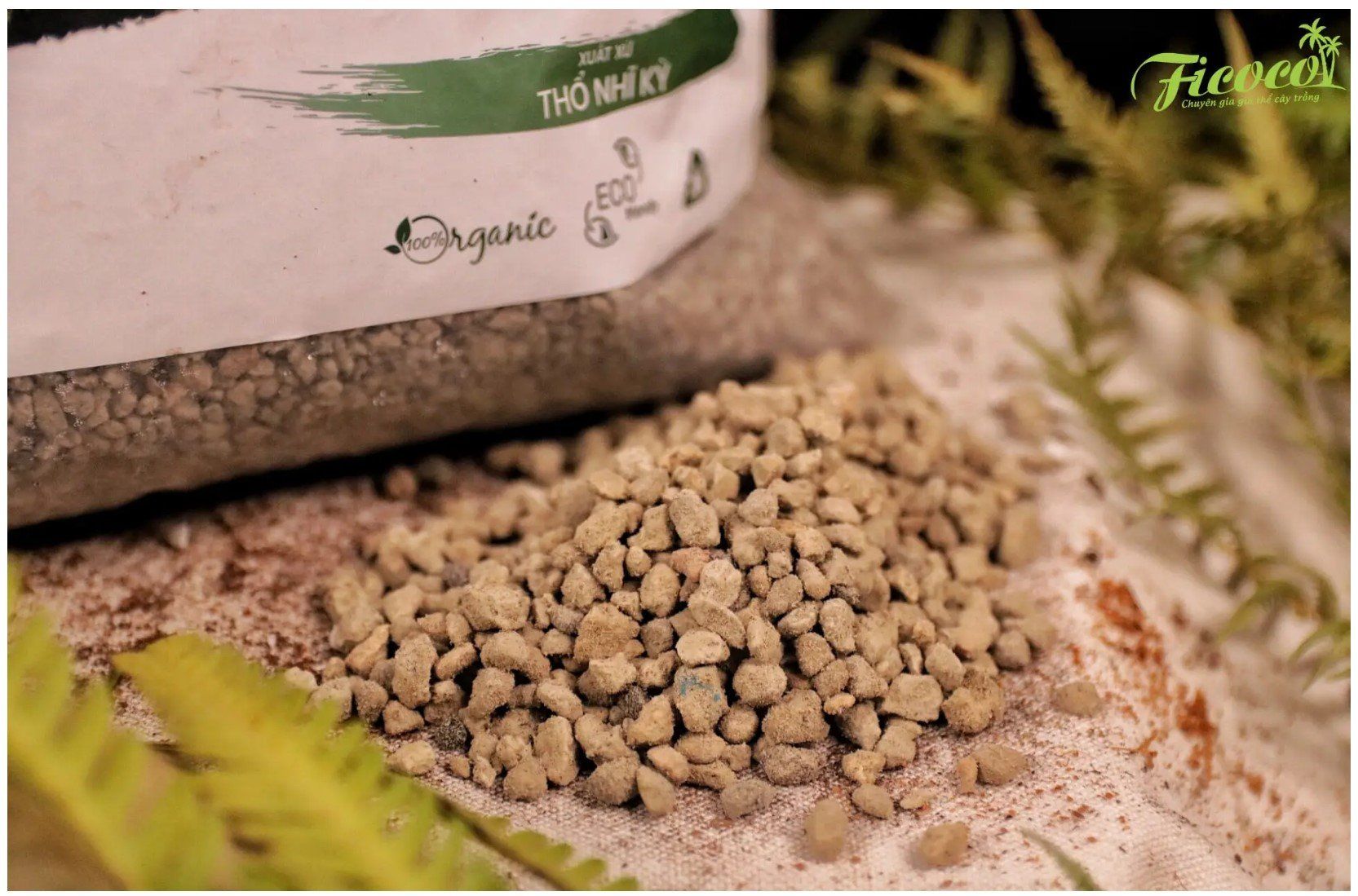 Đá Pumice - Đá bọt - Ficoco – KIM NGÂN GIAO