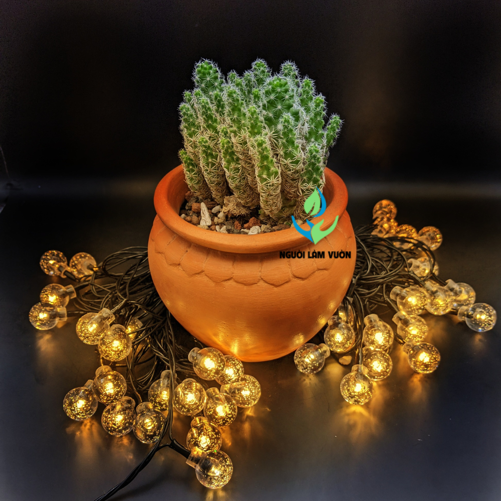 DÂY ĐÈN LED BI BỌT 8M-40 BÓNG TRANG TRÍ NGOÀI TRỜI CHỐNG NƯỚC – NGƯỜI ...