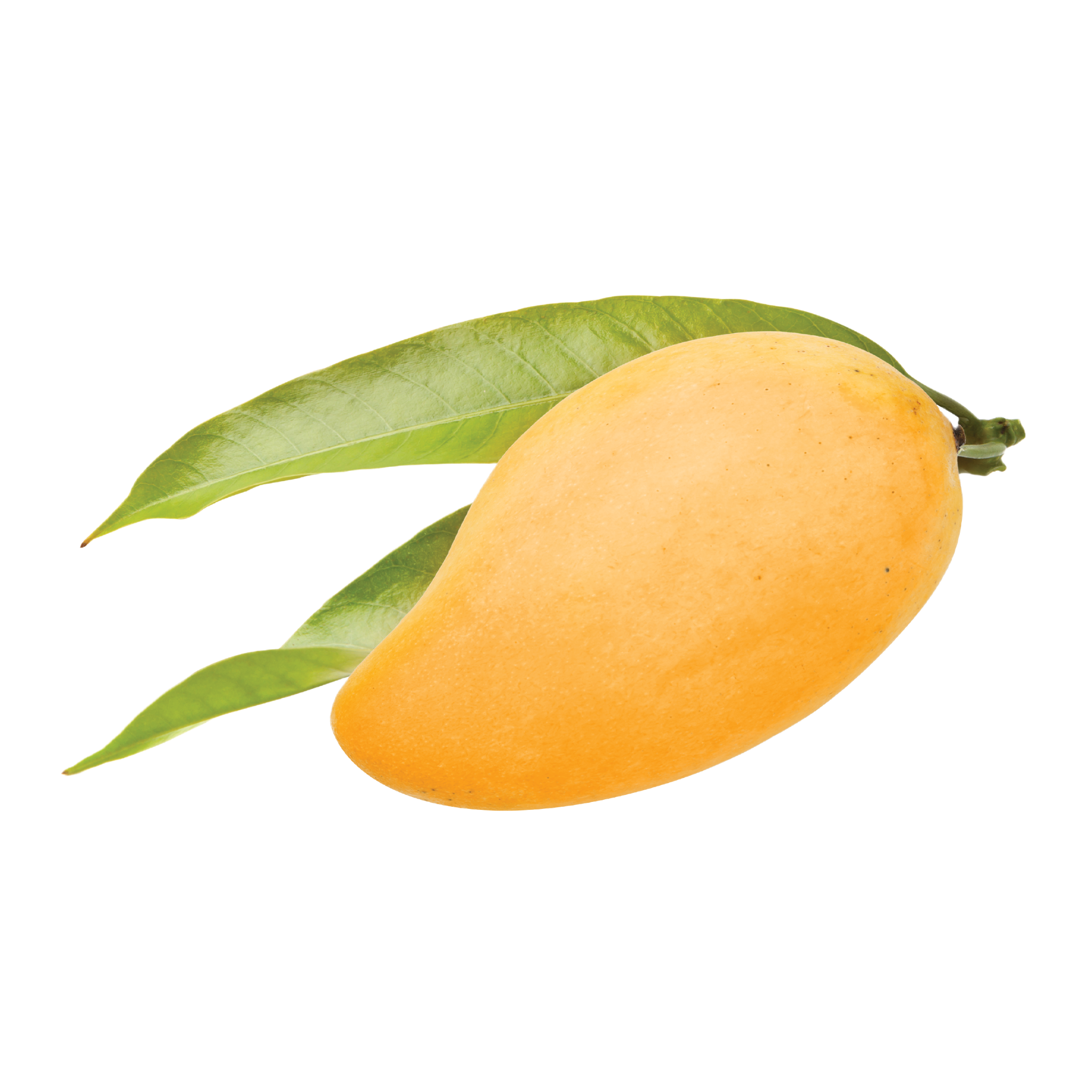 Mango – Vinh Agriculture