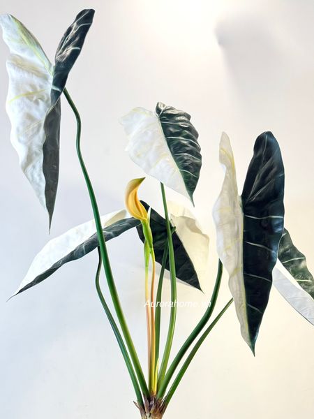 Cây giả Premium Cây Môn Ngựa Salian Alocasia bạch biến | Aurora Home