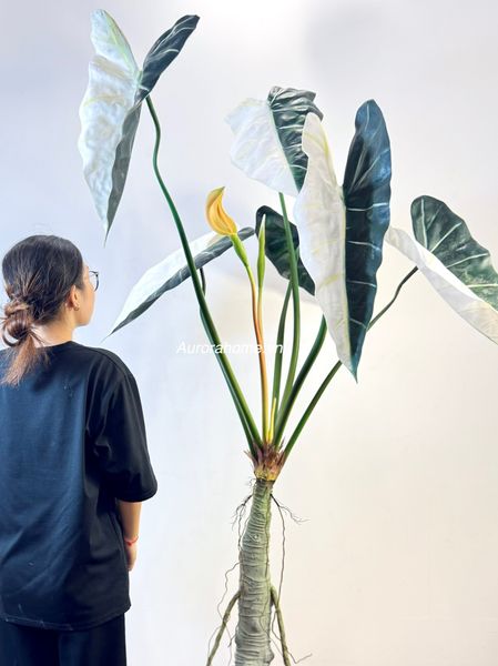 Cây giả Premium Cây Môn Ngựa Salian Alocasia bạch biến | Aurora Home