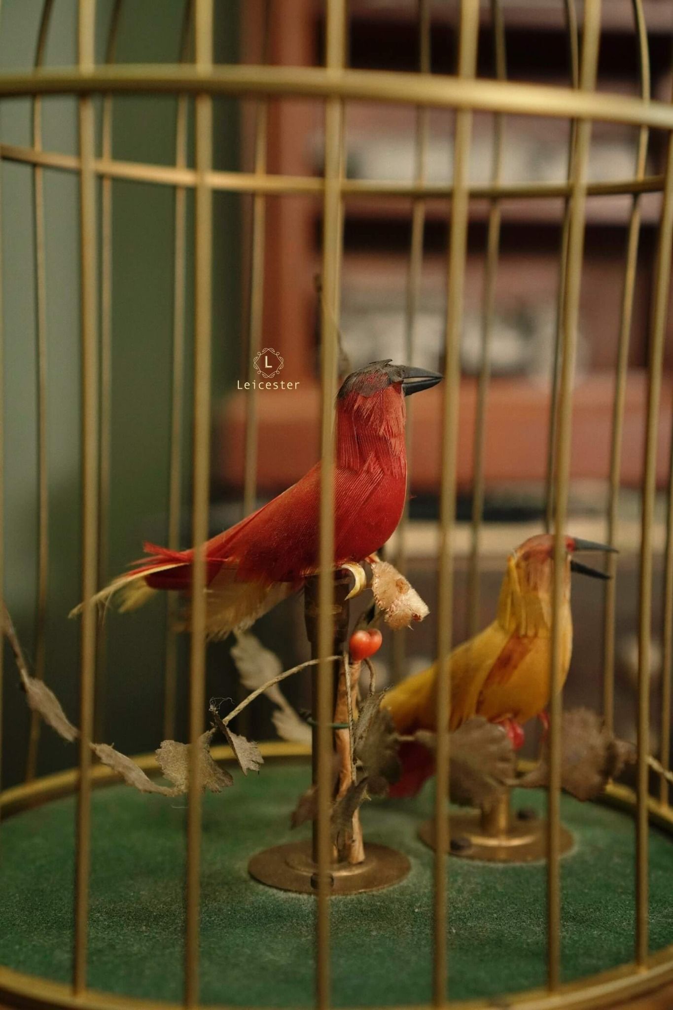 Singing Bird Cage Eschle – Leicester