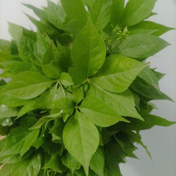 Sâm Mầm Có Lá 12K/Cây – Xuất VAT Đầy Đủ (Tối thiểu 200 cây)