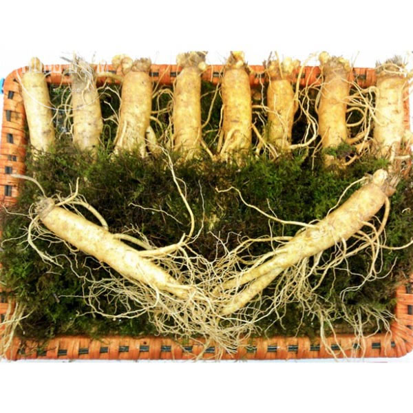 Nhân Sâm Tươi - Thế Giới Hồng Sâm