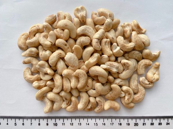 CASHEW NUT DW – tmp global