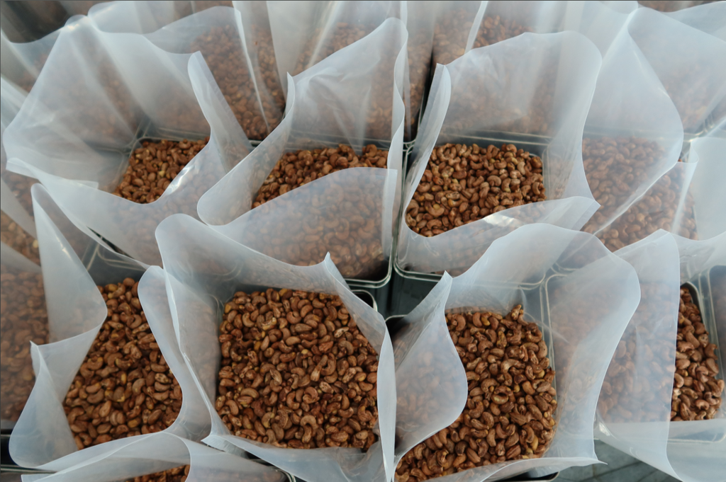 ROASTED AND SALTED CASHEW WITH SKIN – tmp global