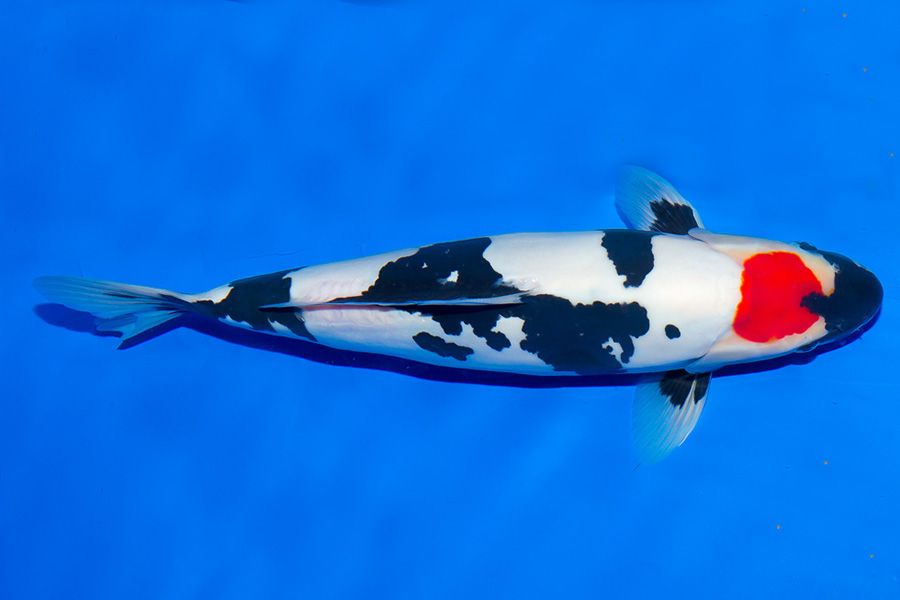 Bán và thả cá Koi Nhật Bản, Việt Nam – Hồ cá Koi Sân vườn