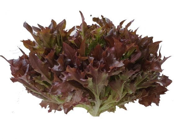 Xà lách Salanova Frisee đỏ thủy canh GlobalGAP – Green Meals