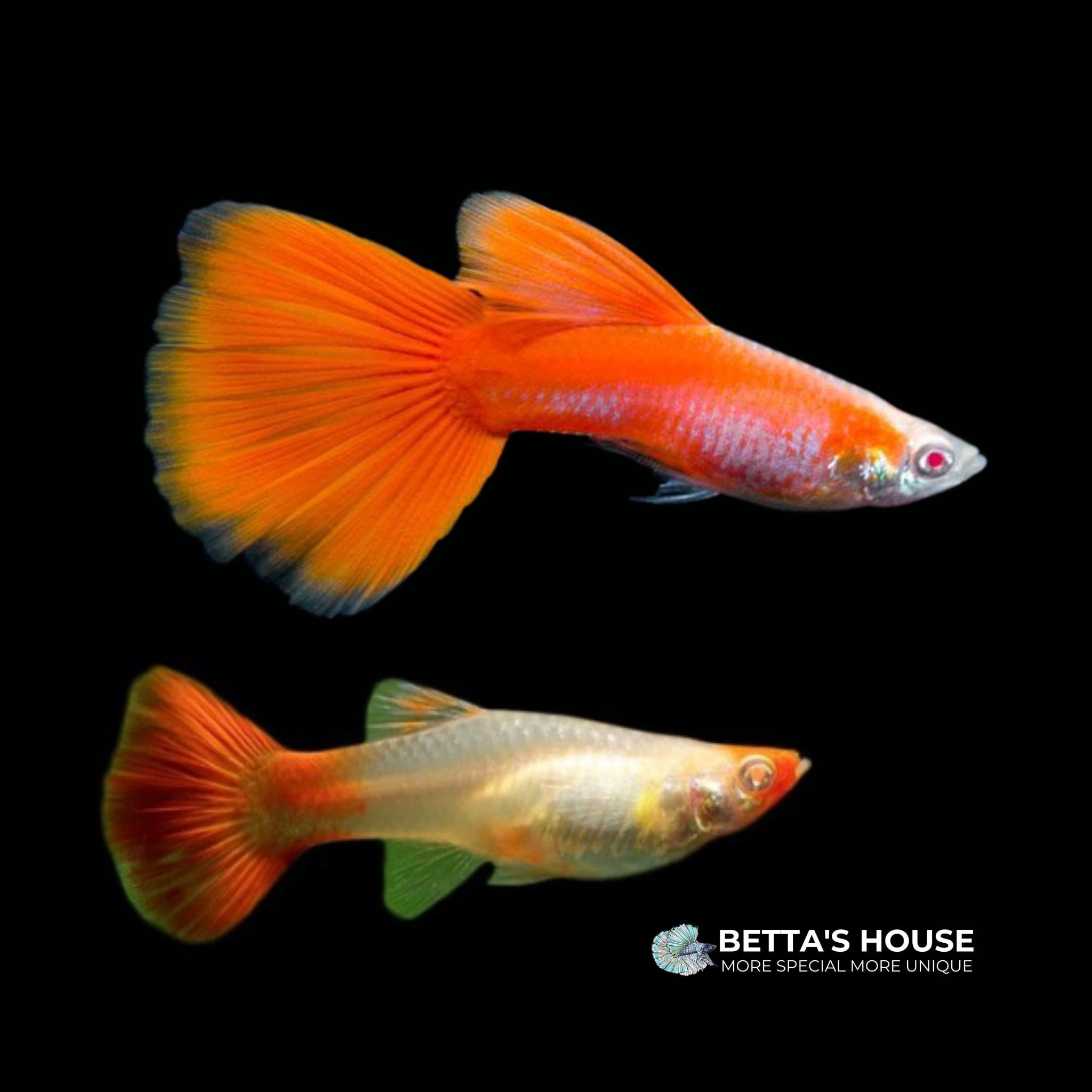 Cá Full Red Guppy chuẩn form màu đẹp | cửa hàng Betta's House – Betta's ...