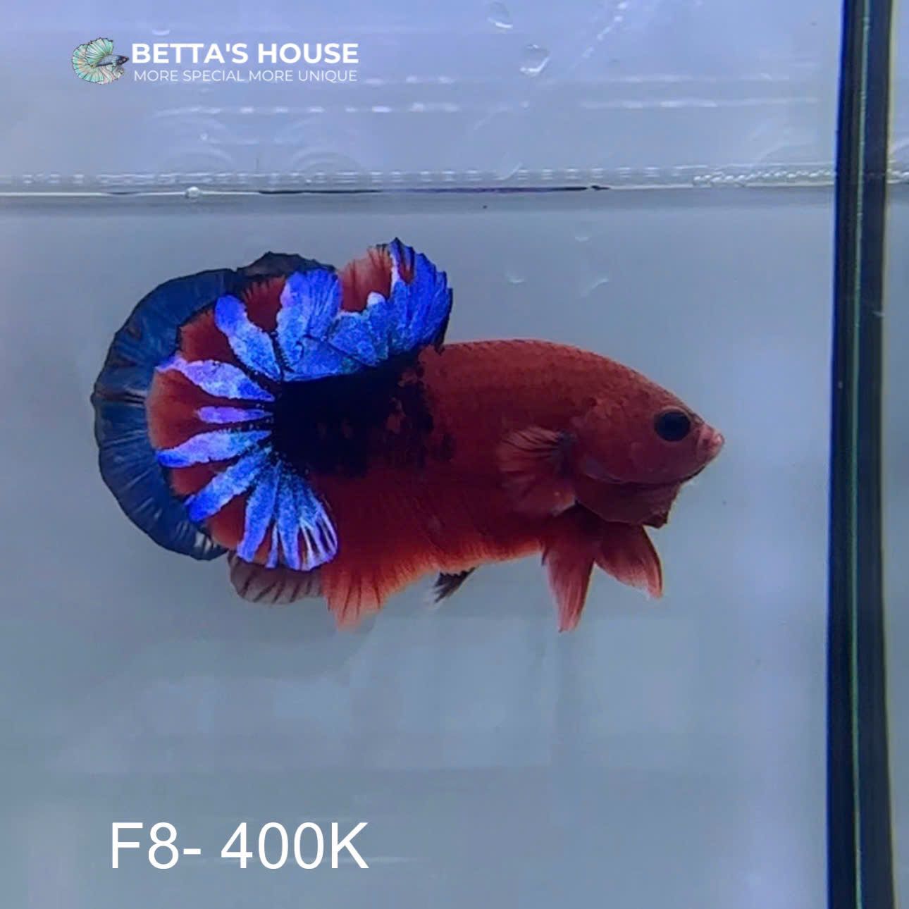 F08 Cá Trống Betta Fancy (Male Fancy Betta Fish) – Betta's House - Cửa ...