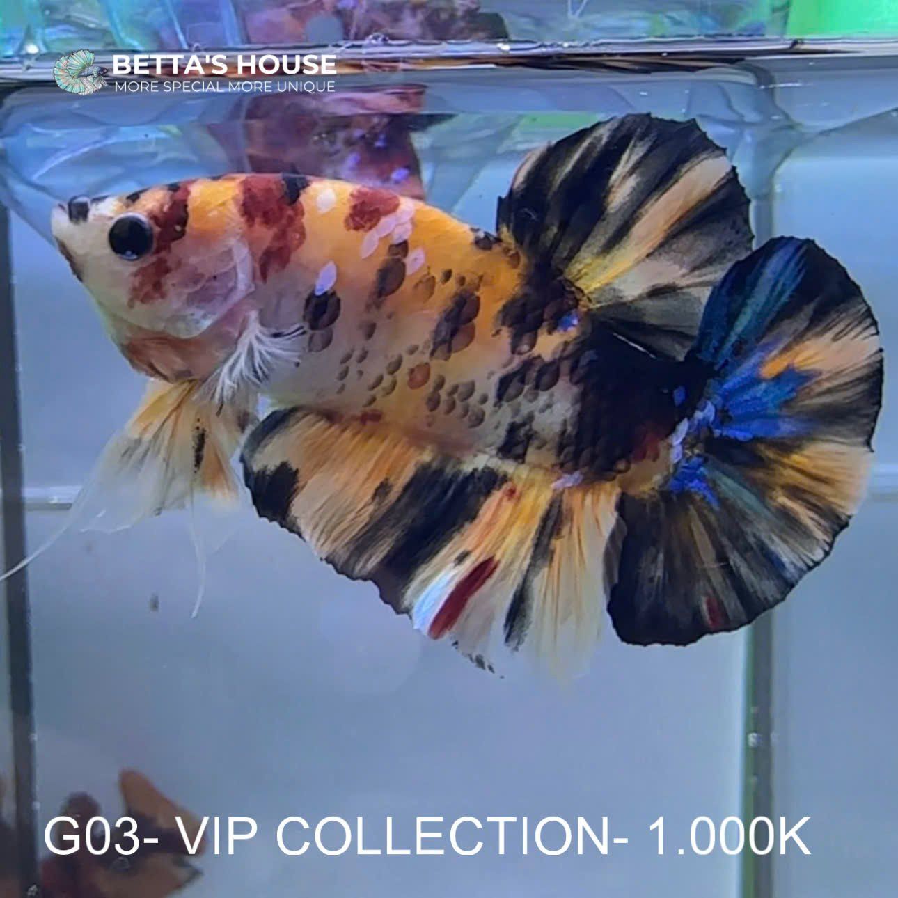 G03 Cá Trống Koi Galaxy Giant Betta (Male Koi Galaxy Betta Fish) – Betta's House - Cửa hàng cá cảnh