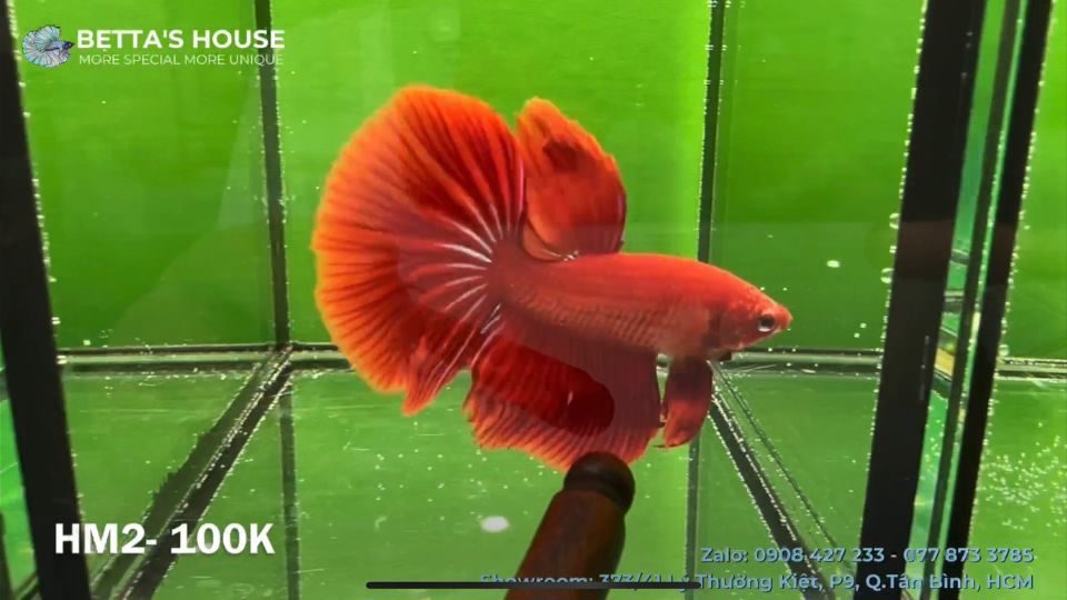 HM02 | Halfmoon Betta | Betta's House