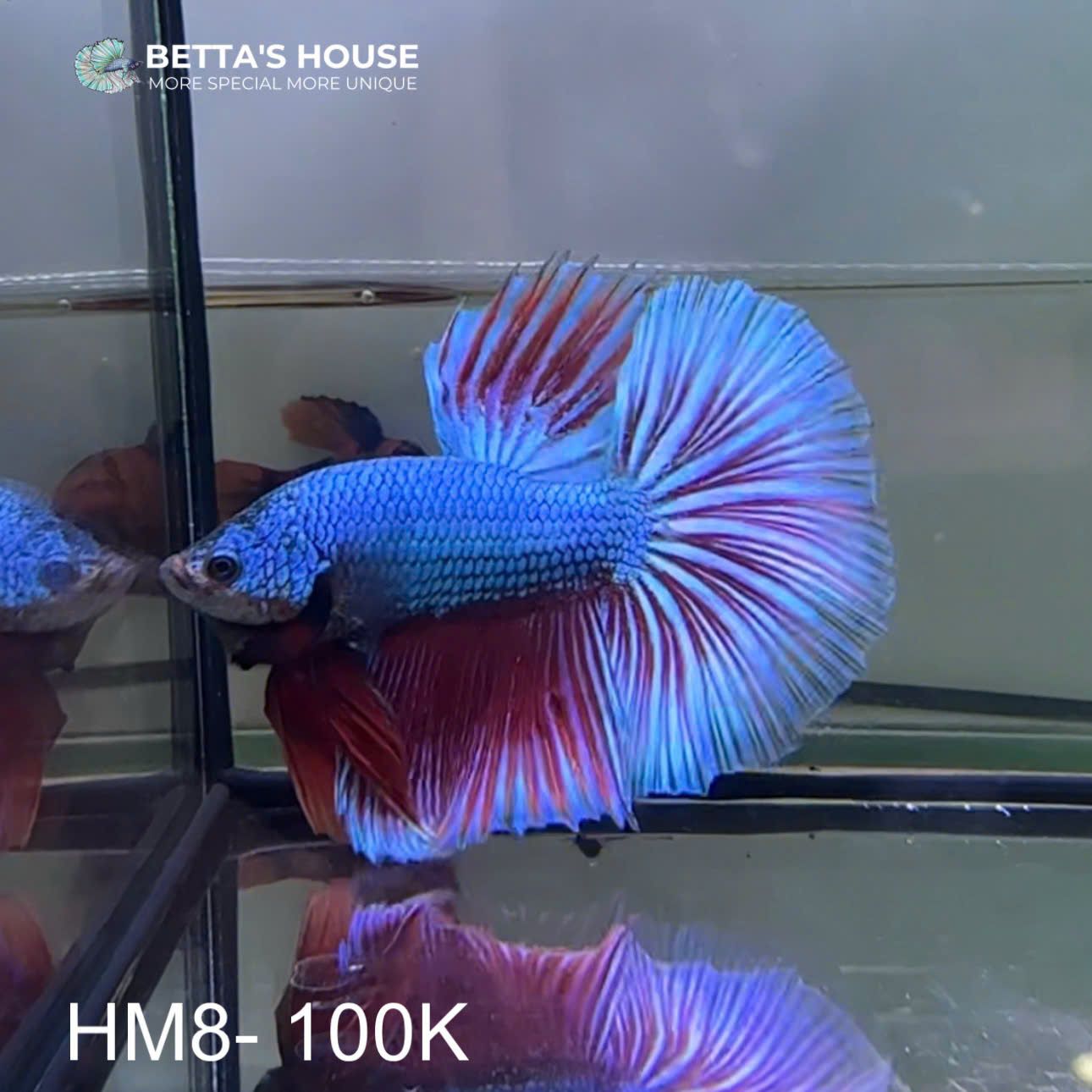 HM08 Cá Trống Betta Halfmoon (Male Halfmoon Betta Fish) – Betta's House - Cửa hàng cá cảnh