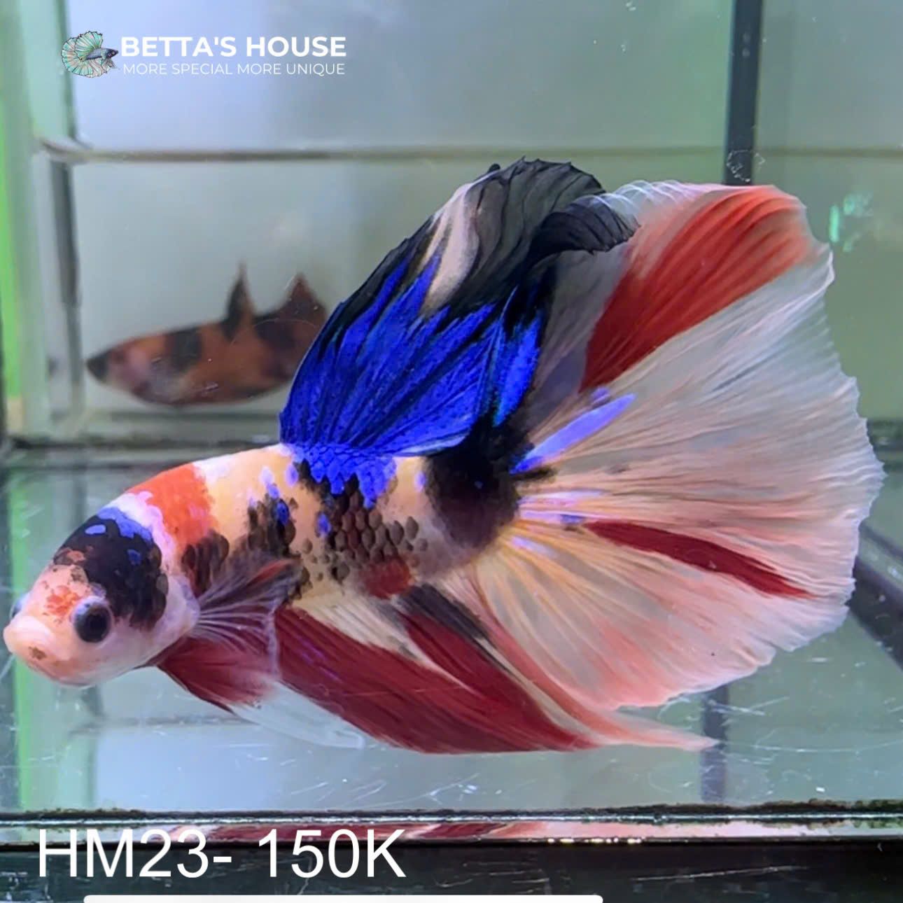 HM23 Cá Trống Betta Nemo Halfmoon (Nemo Halfmoon Betta Fish) – Betta's House - Cửa hàng cá cảnh