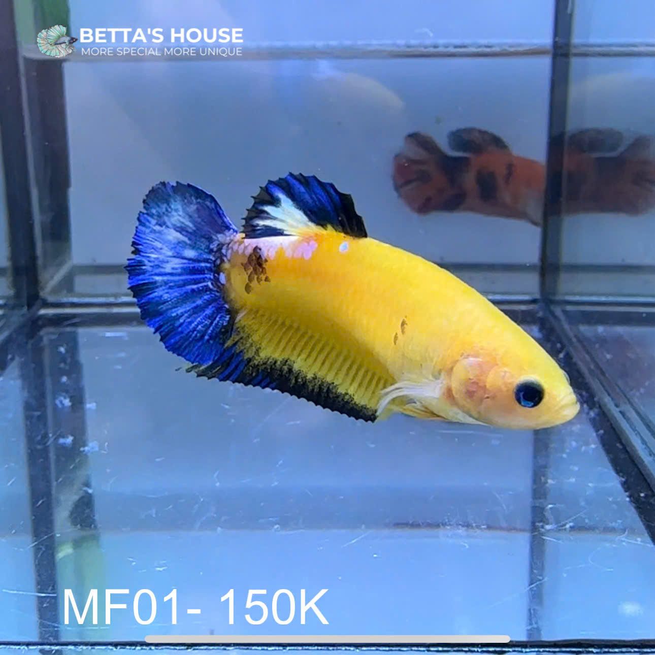 MF01 | Cá Mái Fancy Betta (Female Fancy Betta Fish) – Betta's House ...